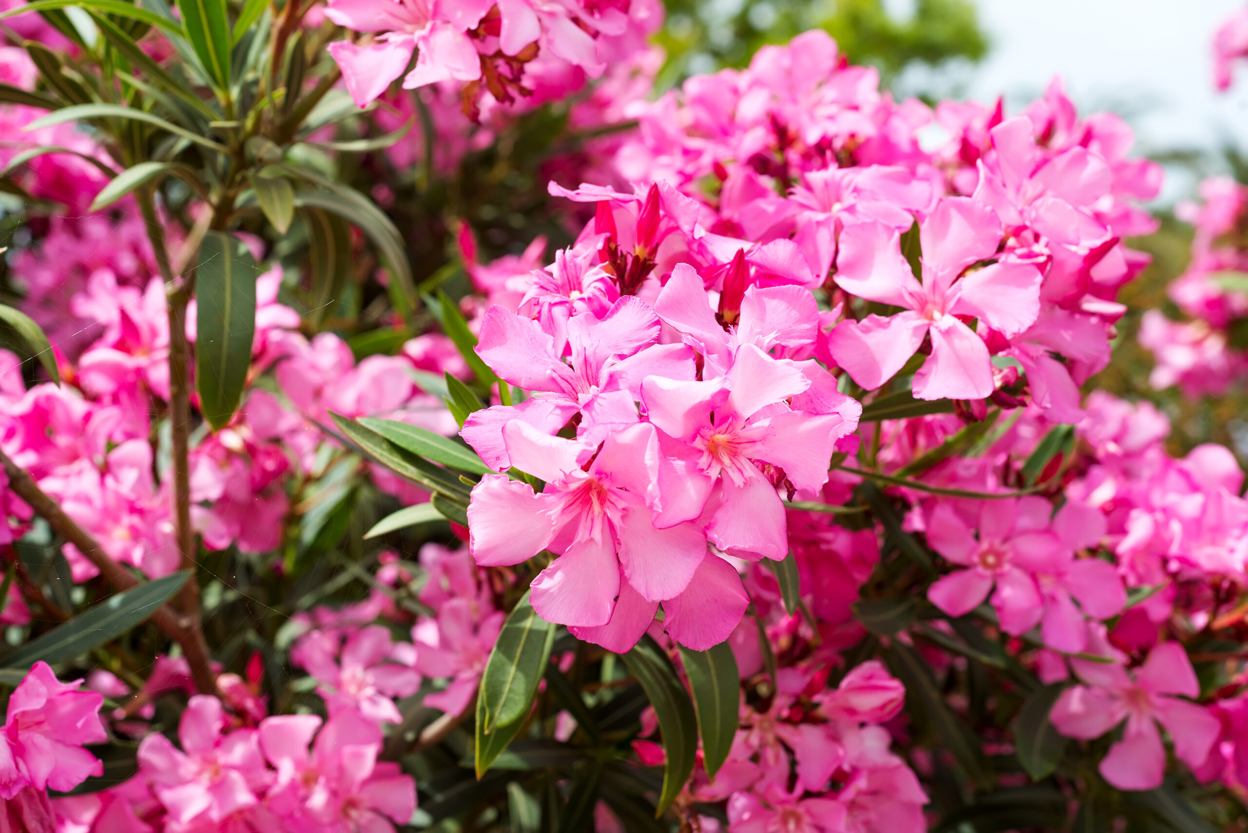 Laurier rose (Nerium oleander) : conseils d'entretien - Les Compagnons ...