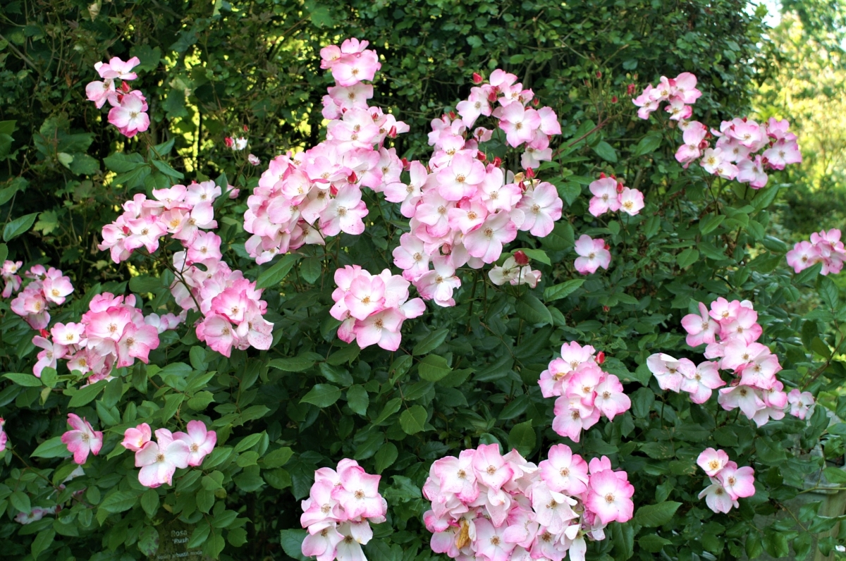 Les 9 différents types de rosiers - Les Compagnons des saisons