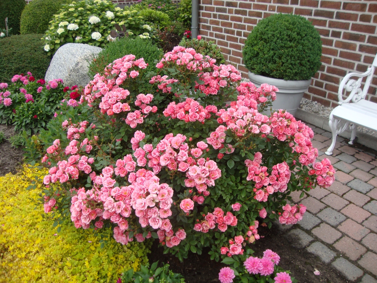 Les 9 différents types de rosiers - Les Compagnons des saisons
