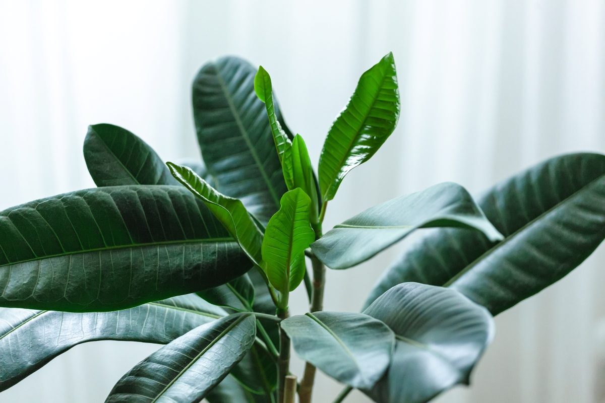 4 grandes plantes vertes tendances pour son intérieur ! - Les ...