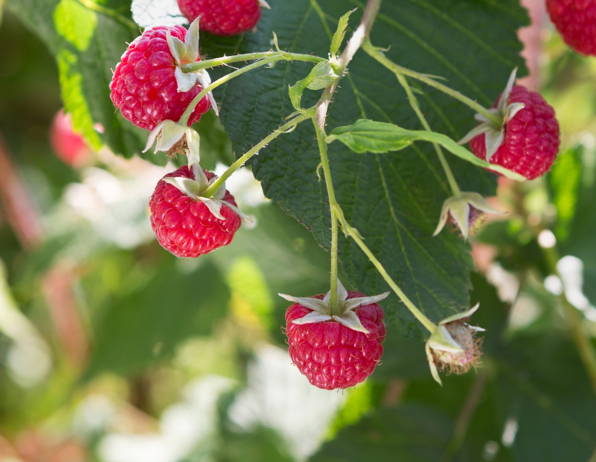 Comment cultiver les framboises au jardin ? - Les Compagnons des saisons