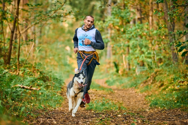 Les Compagnons des saisons - Top 5 des races de chien pour faire son ...