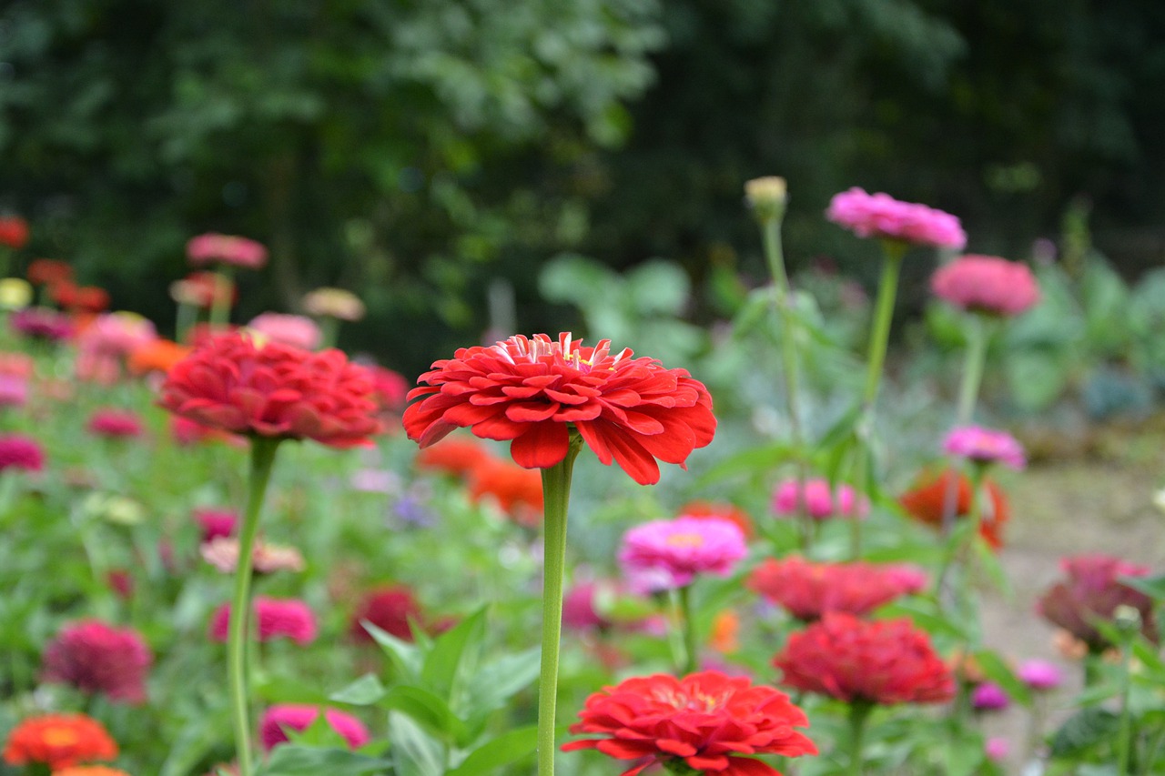 Comment faire pousser ses plantes plus vite ? - Les Compagnons des saisons