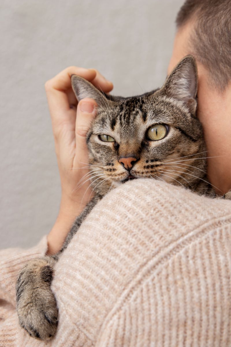 Comment bien nourrir son chat ? - Les Compagnons des saisons