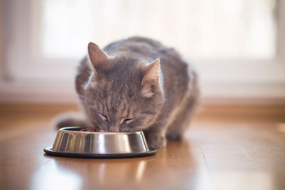 Comment bien nourrir son chat ? - Les Compagnons des saisons