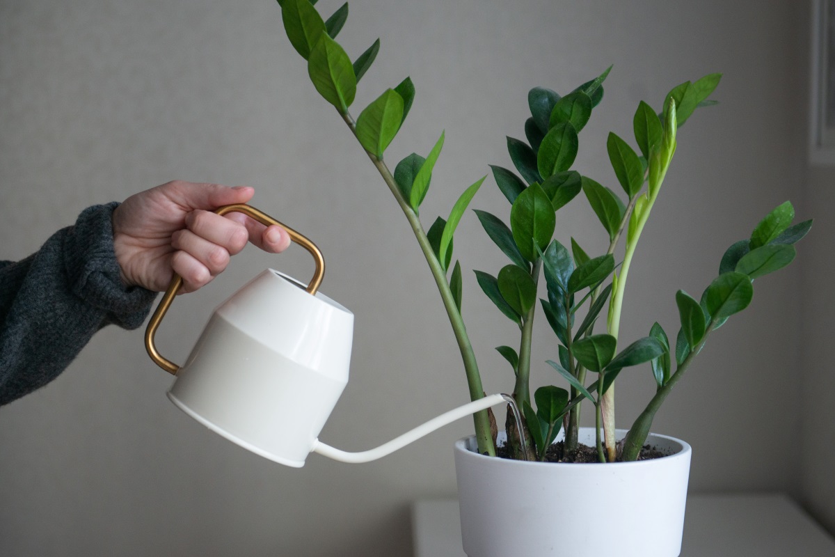 Les Compagnons des saisons - Comment bien arroser ses plantes vertes Les Compagnons des saisons - Comment bien arroser ses plantes vertes