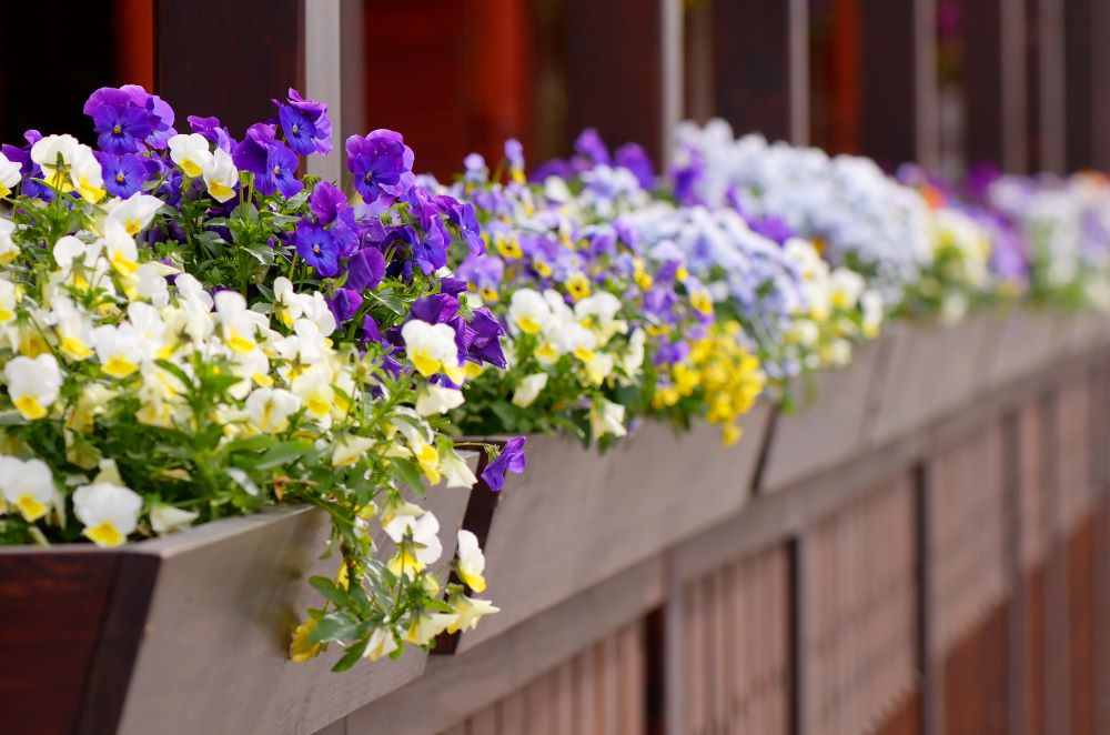 5 plantes pour un balcon fleuri au printemps - Les Compagnons des saisons